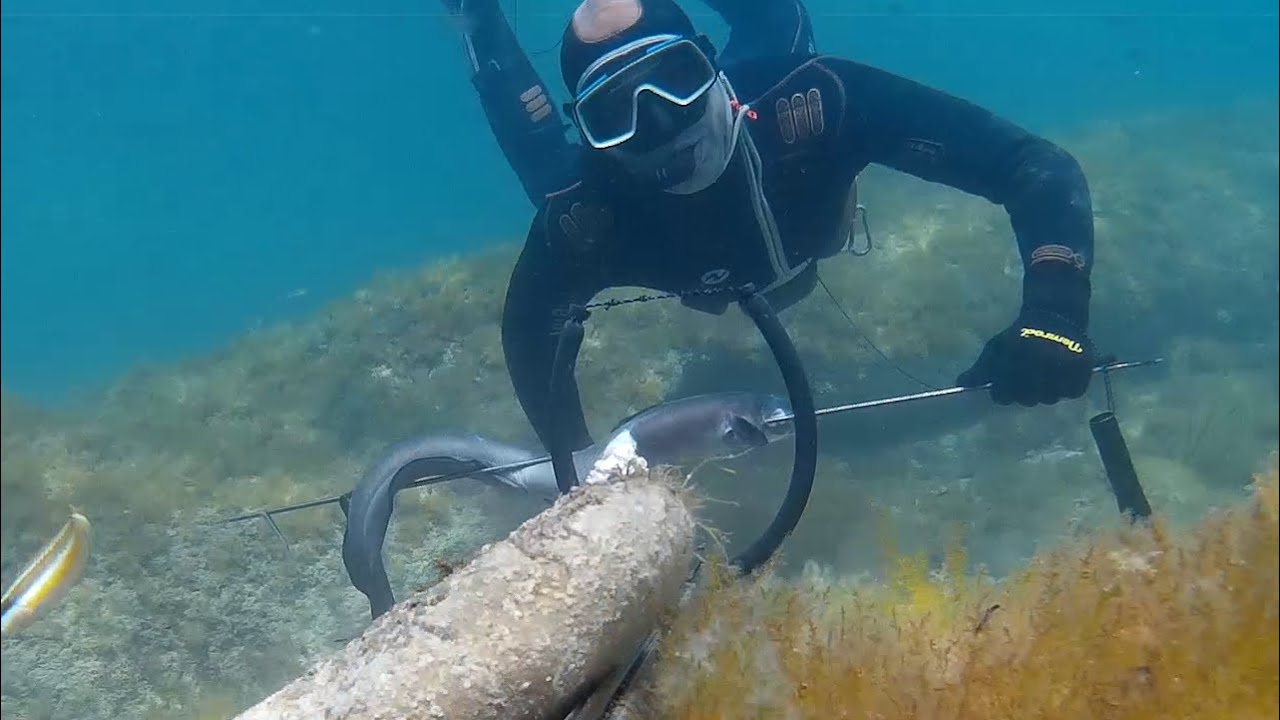 Pesca submarina Congrio en cueva en las costas de Alicante - YouTube