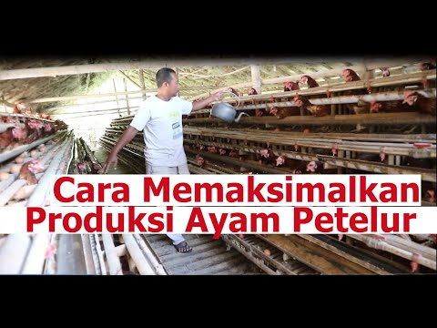 Cara Memaksimalkan Produksi Ayam Petelur - YouTube