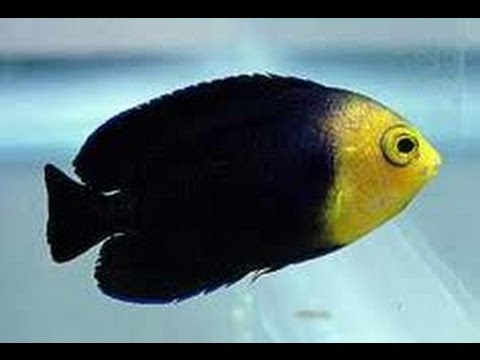 Cherub Pygmy Angelfish - YouTube