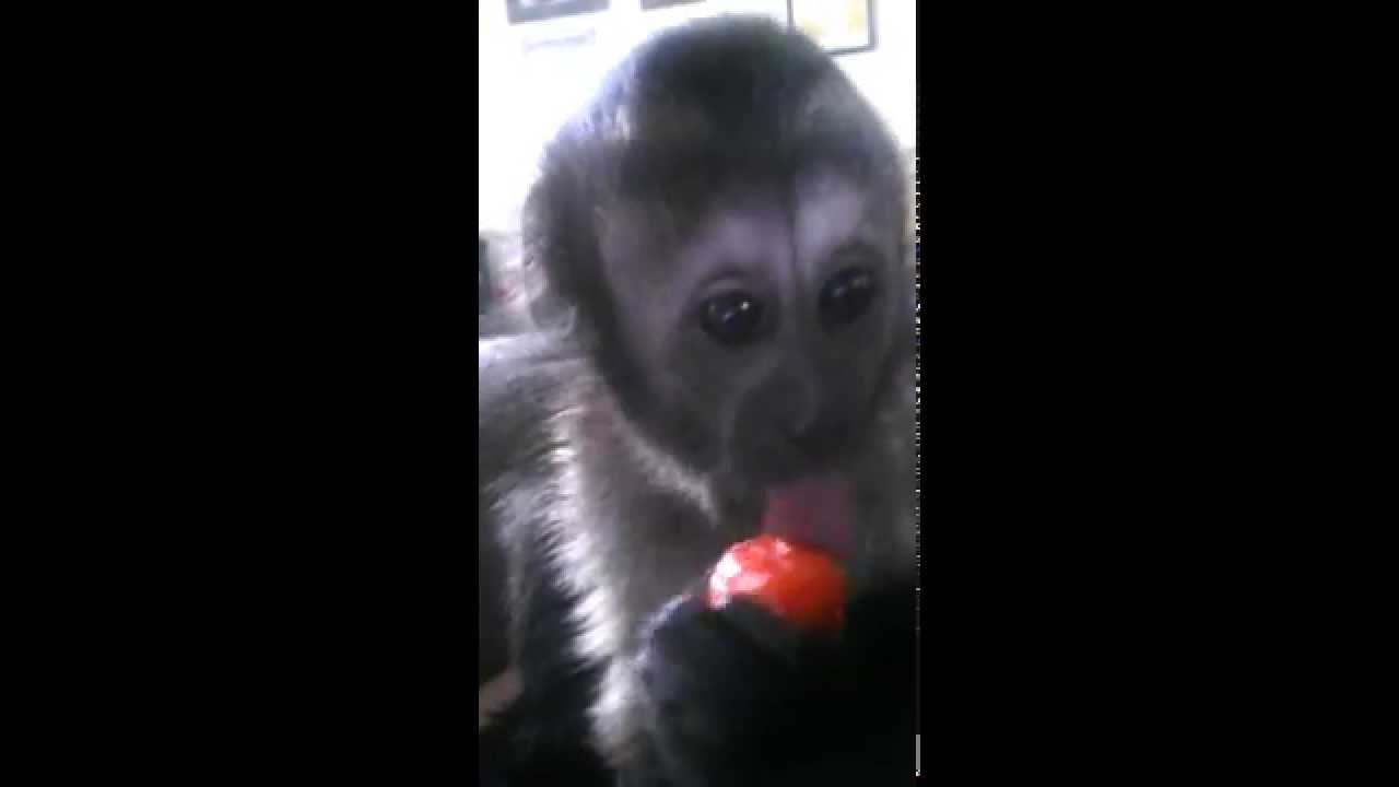 Monkey eating candy. - YouTube