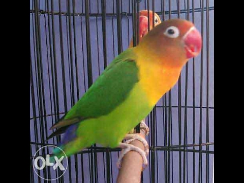 LoveBird NGEKEK PANJANG 48 DETIK UP UP UP