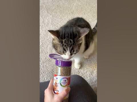 Two cats react differently to catnip - YouTube