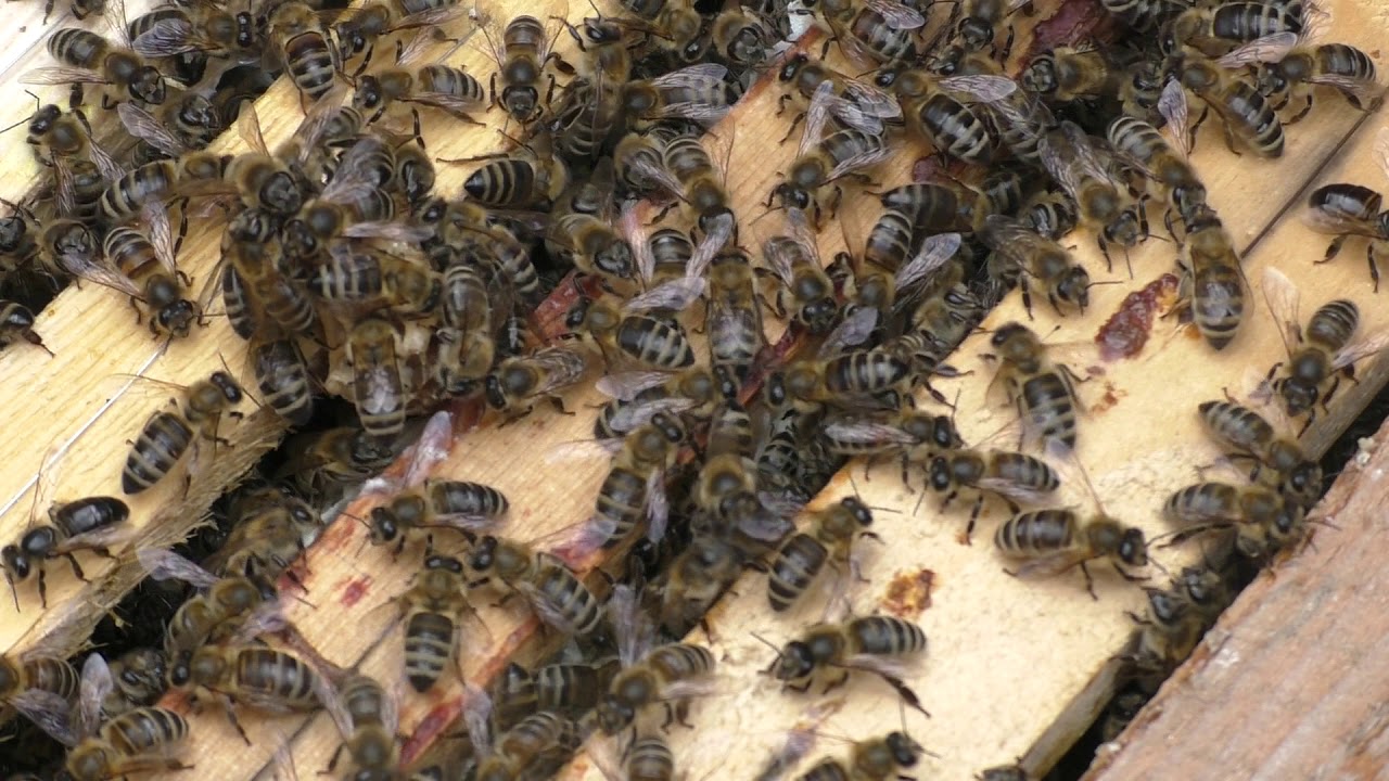 I check for a bee tick family infection. Looking for varroa destructor ...