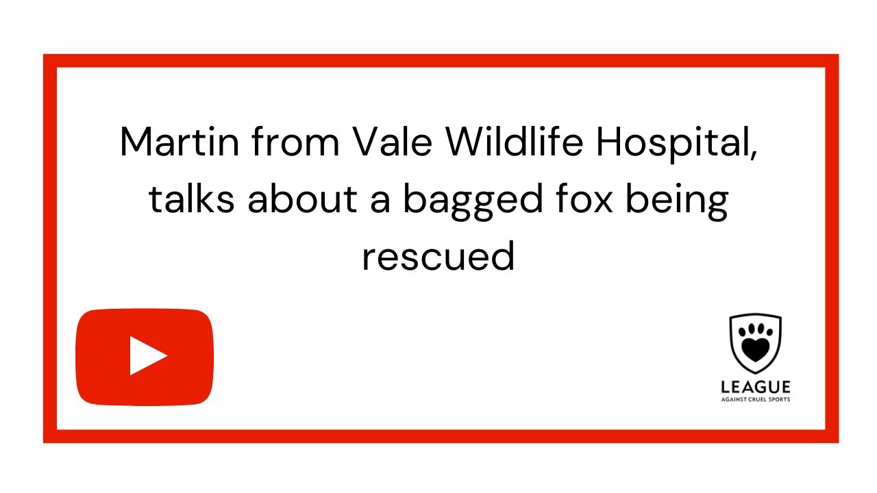 Martin from Vale Wildlife Hospital tells us about rescuing a bagged fox ...