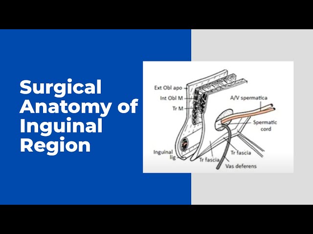 Surgical Anatomy Of Inguinal Canal