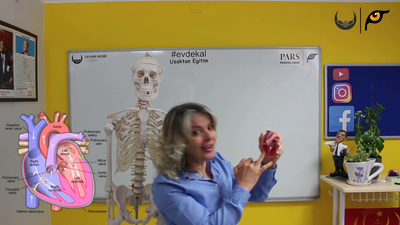 1- ANATOMİ KALBİN YAPISI ve İŞLEYİŞİ KONYA GEVHER NESİBE KOLEJİ - YouTube