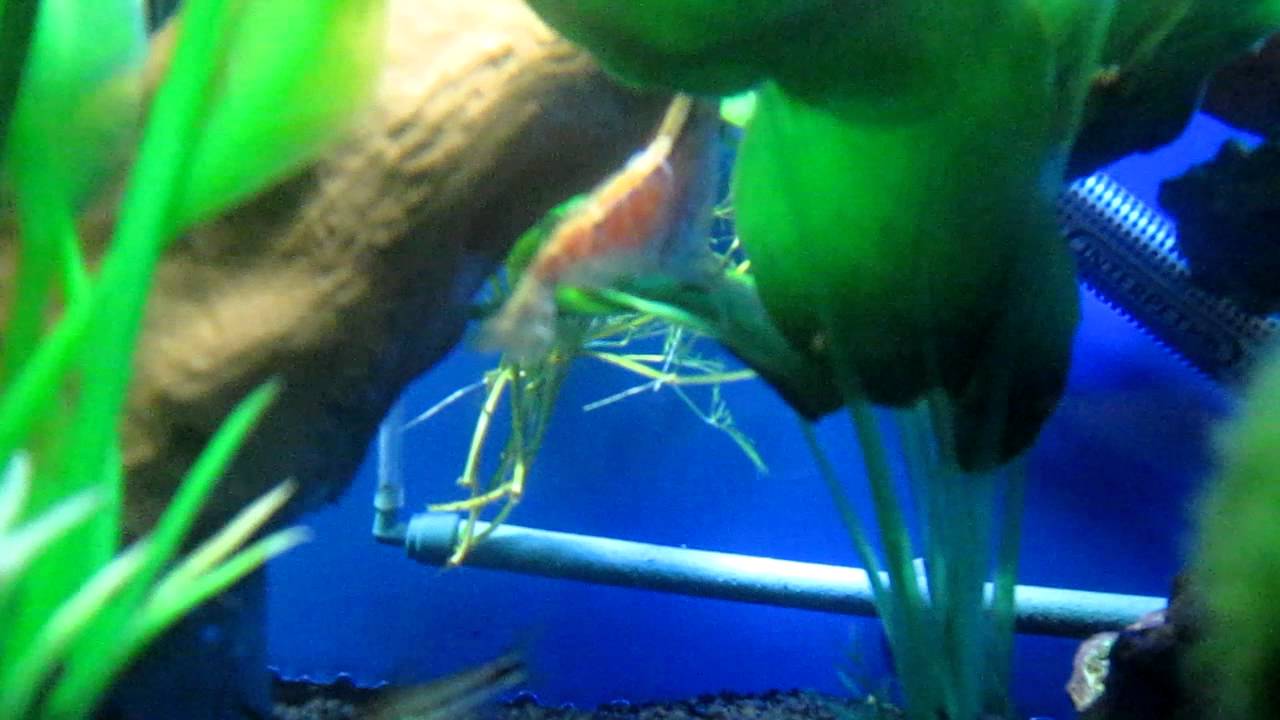 Bamboo / Wood Shrimp Moulting - YouTube