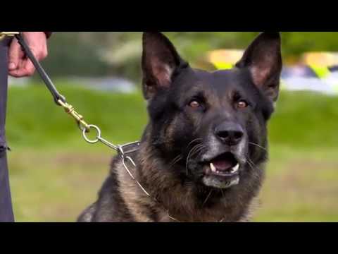Behind the Scenes with our Police Dog Section! - YouTube