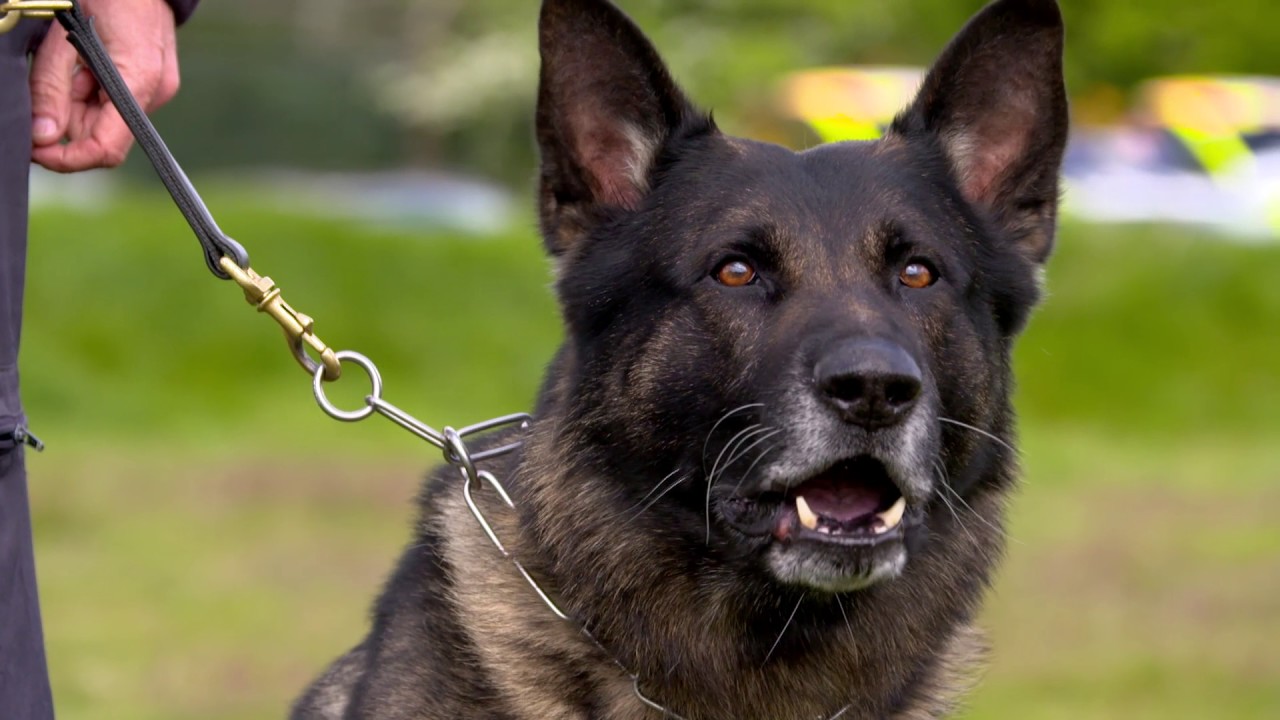 Behind the Scenes with our Police Dog Section! - YouTube