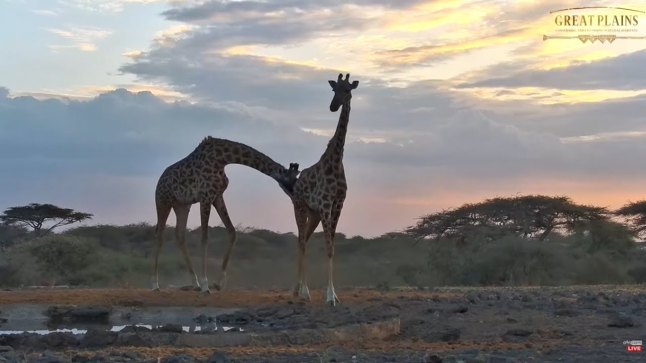 Lady giraffe can't drink water in peace | ol Donyo 2 March 2023 - YouTube