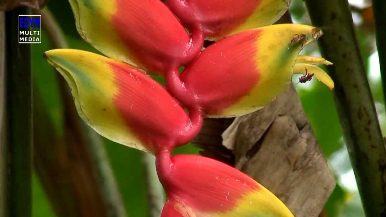 Platanillo * Heliconia bihai - YouTube
