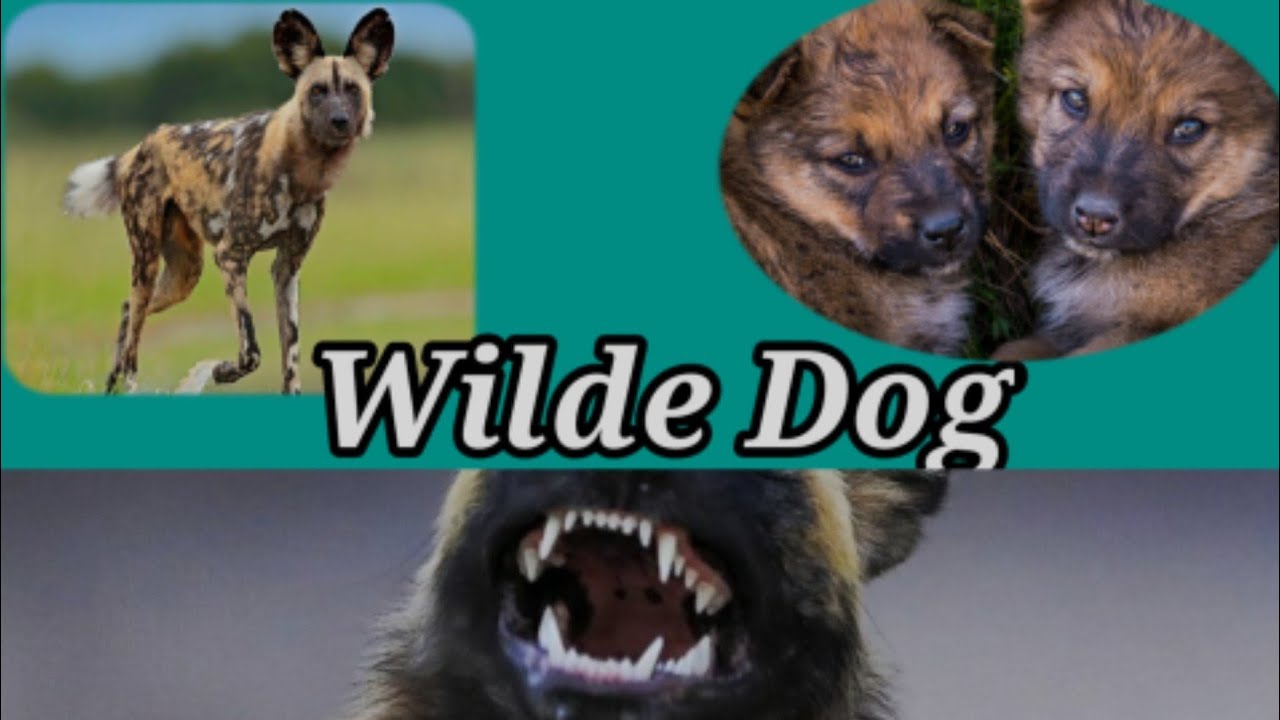 Is Wild dog a hit or flop?👹👹.What is the difference between wild dog ...