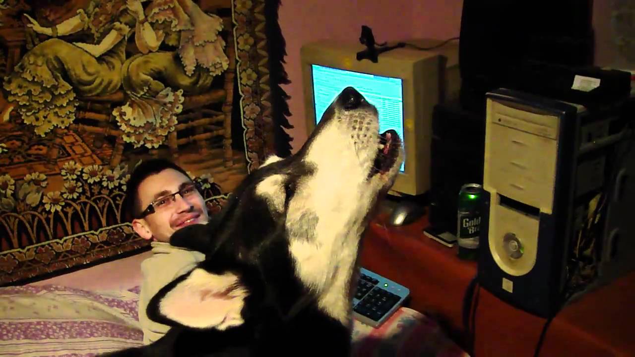A Siberian Husky (Tony Tornada) singing with 50 Cent&Justin Timberlake ...