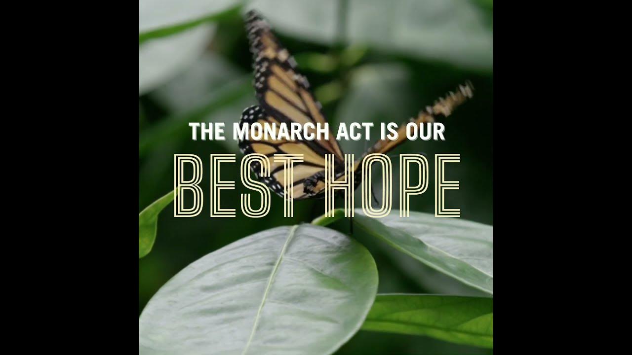 Saving the Monarch Butterfly - YouTube