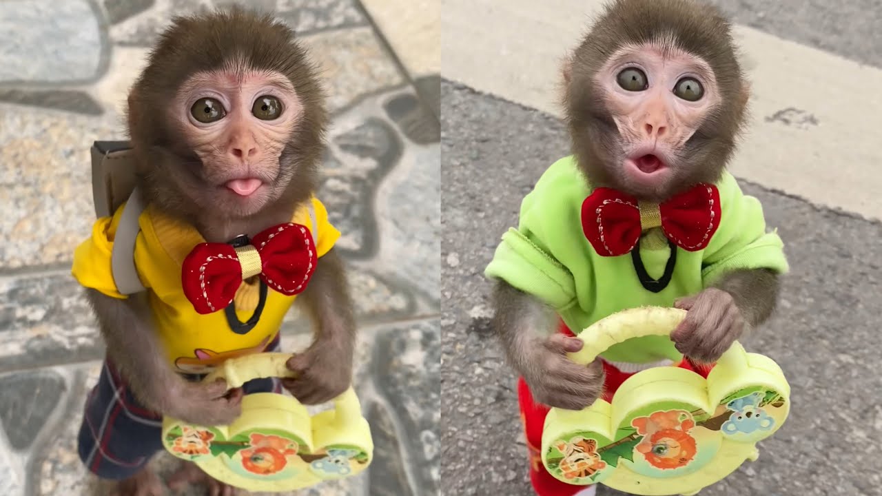 Lovely moments of Pika monkeys and other animal. P97 - YouTube