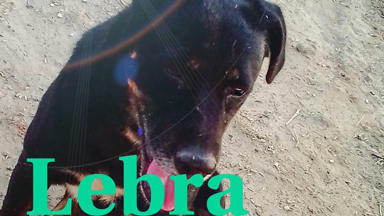 Funny cute Lebra Dog Video - YouTube