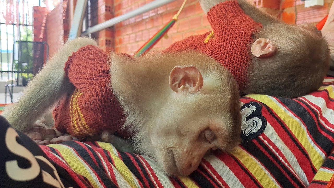 Monkey Sam napping in the hammock is so cute - YouTube