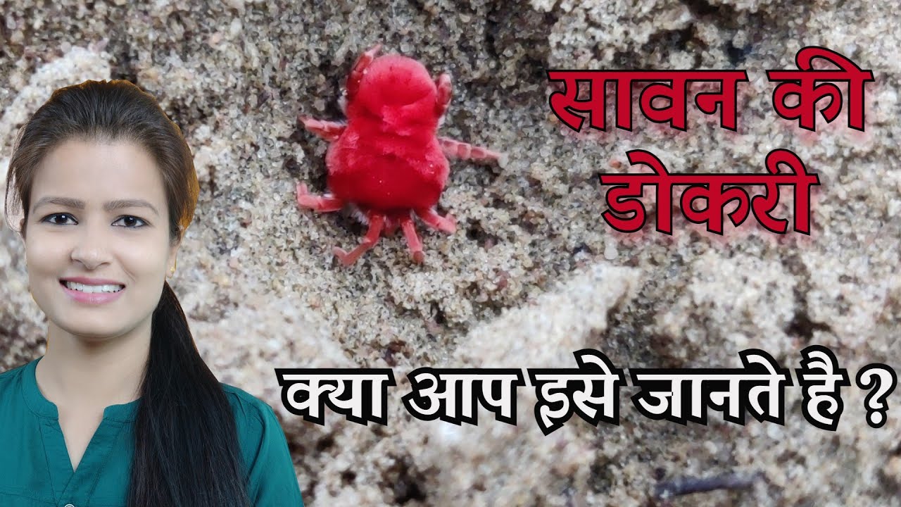 sawan ki dokri | sawan ki dokri insect | barish | Dr Deepika Yadav ...