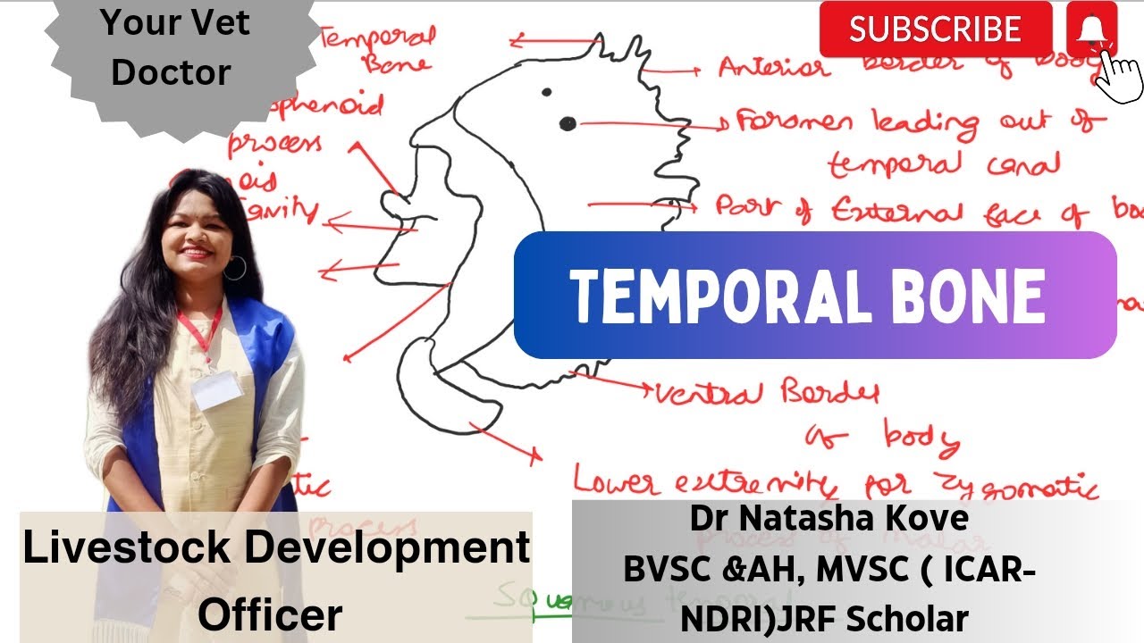 Temporal bone | Ox skull bones | Veterinary Anatomy| #bvsc_ah # ...