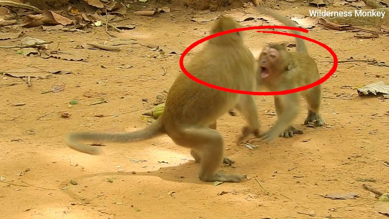Monkey 🙉Fighting for eating banana🍌 - YouTube