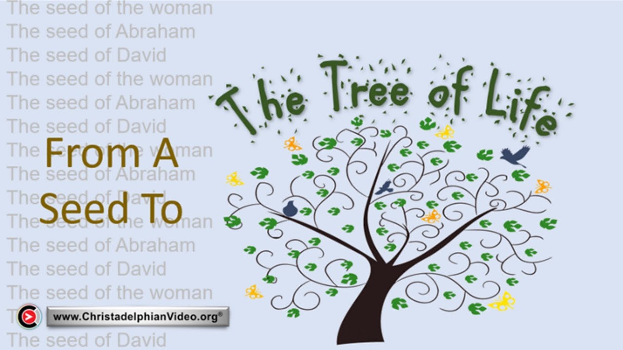 From a Seed to the Tree of Life! - YouTube