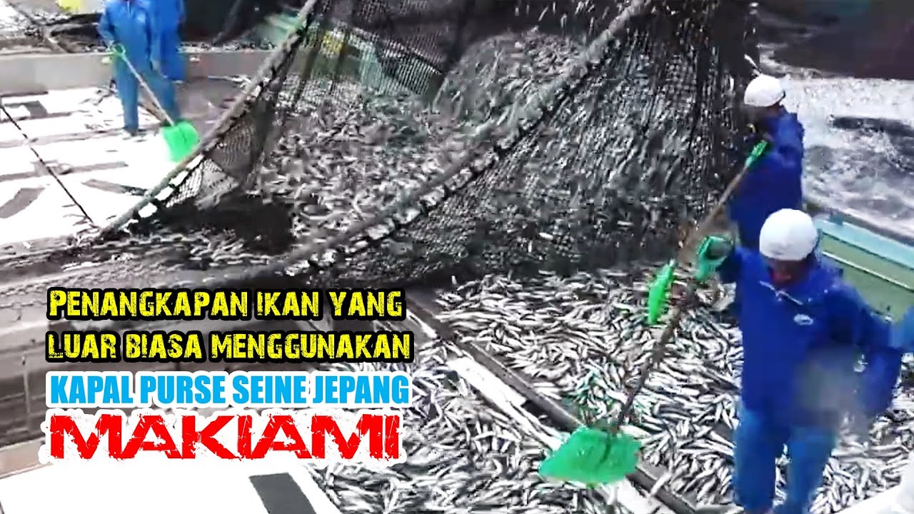 Penangkapan ikan yang luar biasa menggunakan Kapal Purse Seine Jepang ...