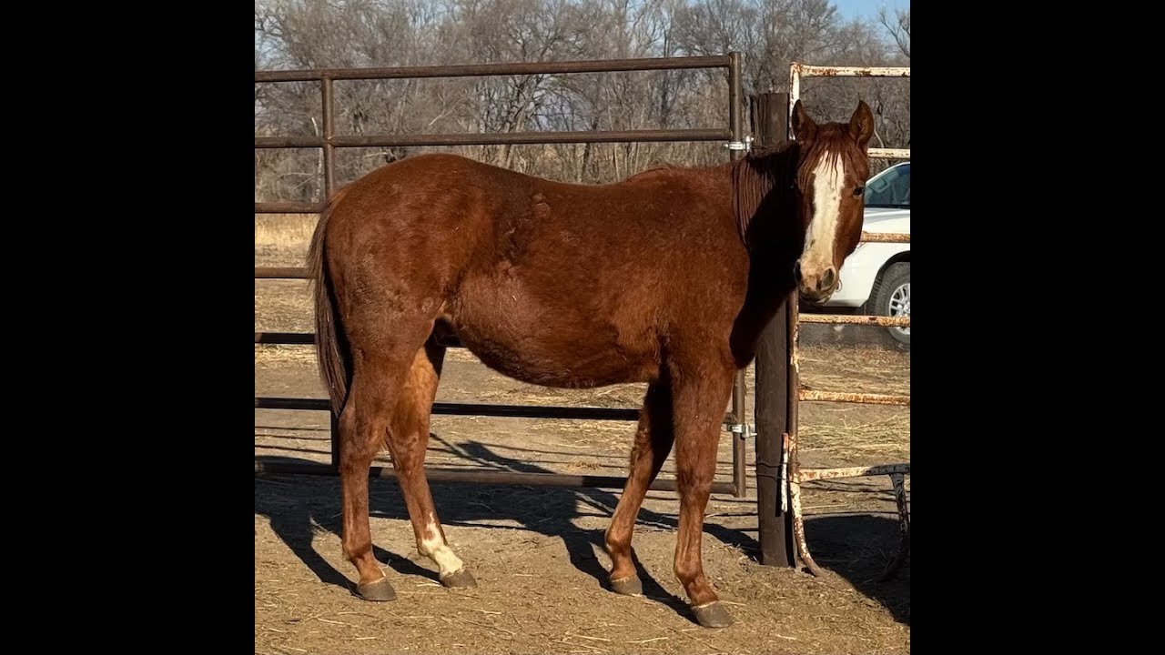 Peptos Smooth Solano - 2023 AQHA Colt - Free Movement 12-28-24 - YouTube