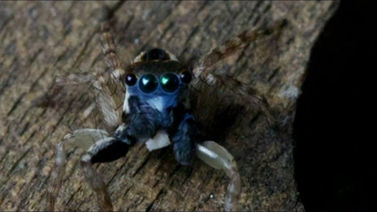 New spider found in backyard bin - YouTube
