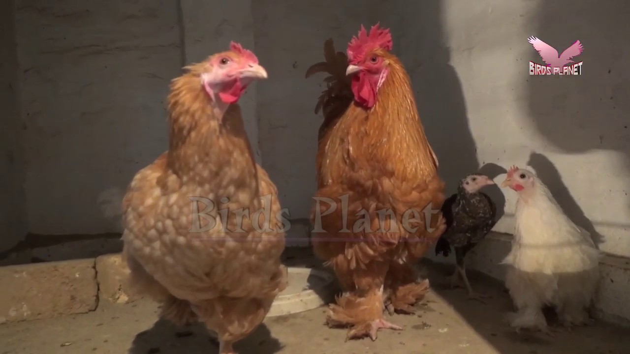 have golden buff hens Asil chicken - YouTube