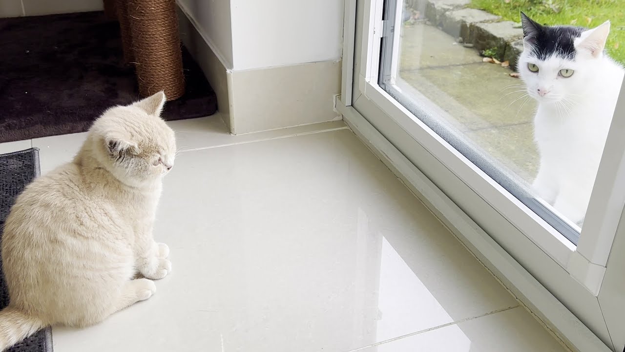 Neighbours Cat Meets New Kitten For The First Time - YouTube