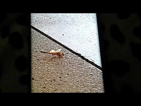 Yerde Görülen Tuhaf Yaratık 4/4/2019