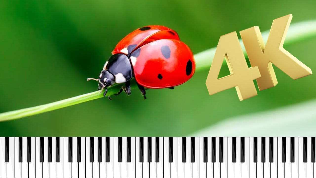 Sesame Street - Ladybug's Picnic Sheet Music (Easy Medium) Tutorial 4K ...
