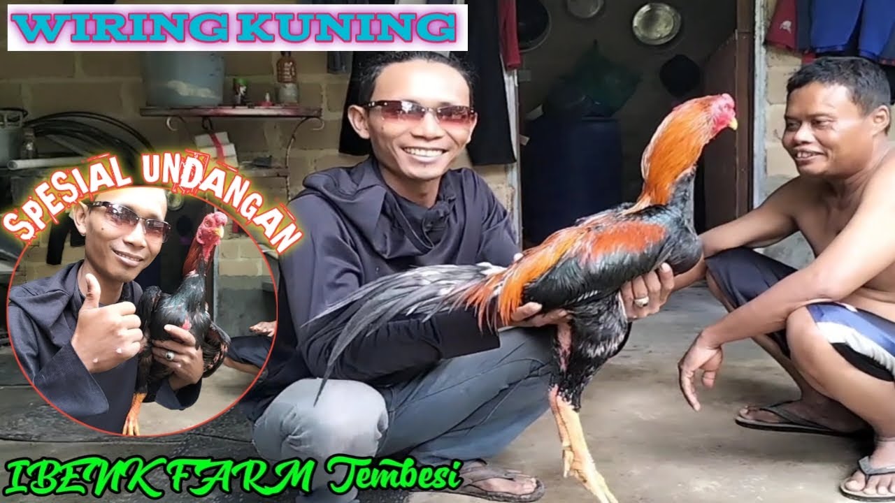 Riview ayam Bangkok import Thailand ////IBENK FARM TEMBESI - YouTube