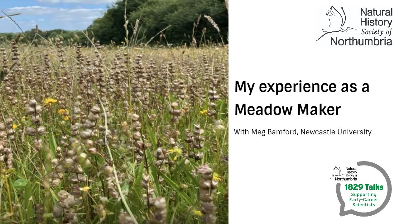 My Experience as a Meadow Maker - YouTube