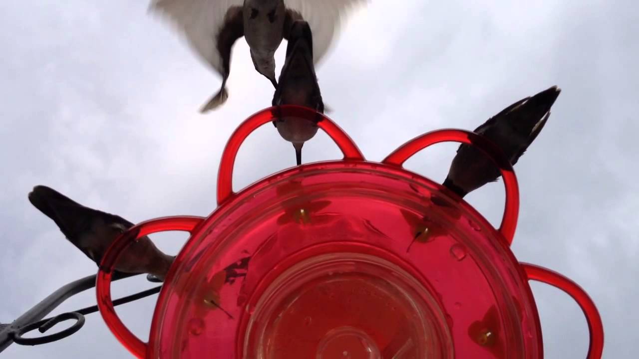 Bottom of hummer feeder - YouTube
