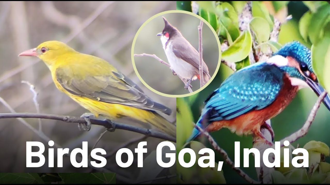 🦅🦆Stunning Close-Ups! Unveiling the🐤 Birds of Goa, India - YouTube