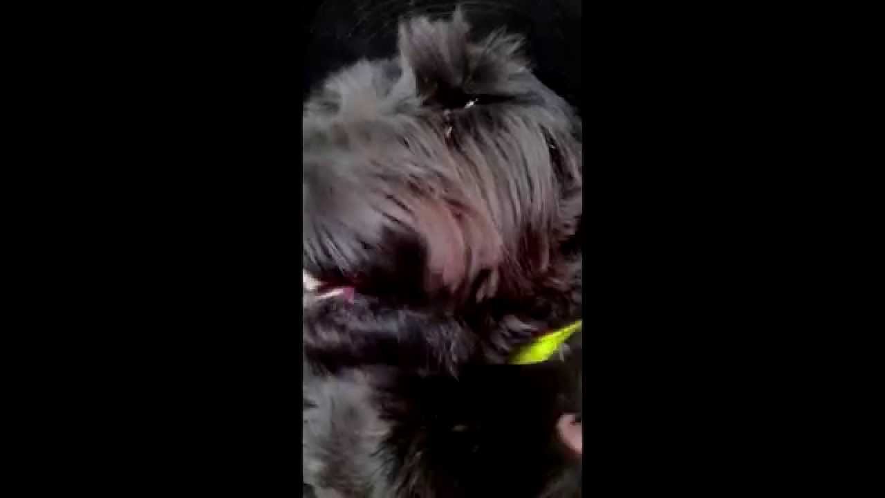 Dog Cena - The Time Is Now - YouTube