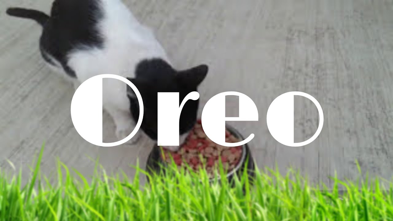 MI GATO OREO😸 | Diana Flores - YouTube