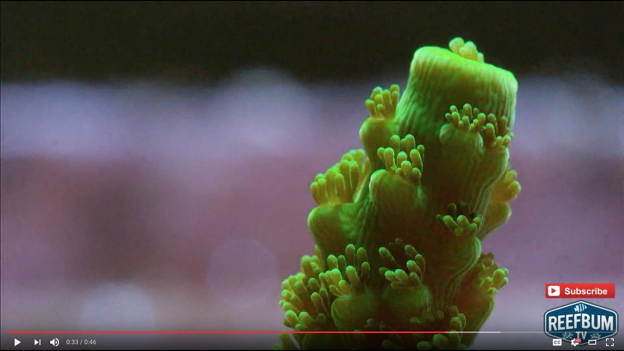 Green Bali Slimer - YouTube