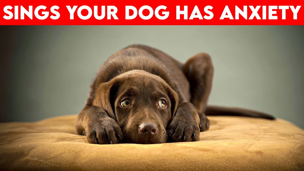 5 Clear Signs Your Dog Is Feeling Anxious – What to Do Now - YouTube