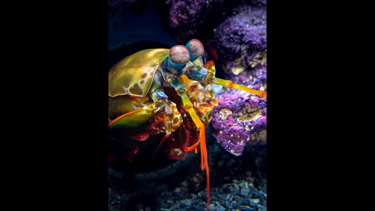 "This Shrimp PUNCHES Like a Bullet 🤯 💥 - YouTube