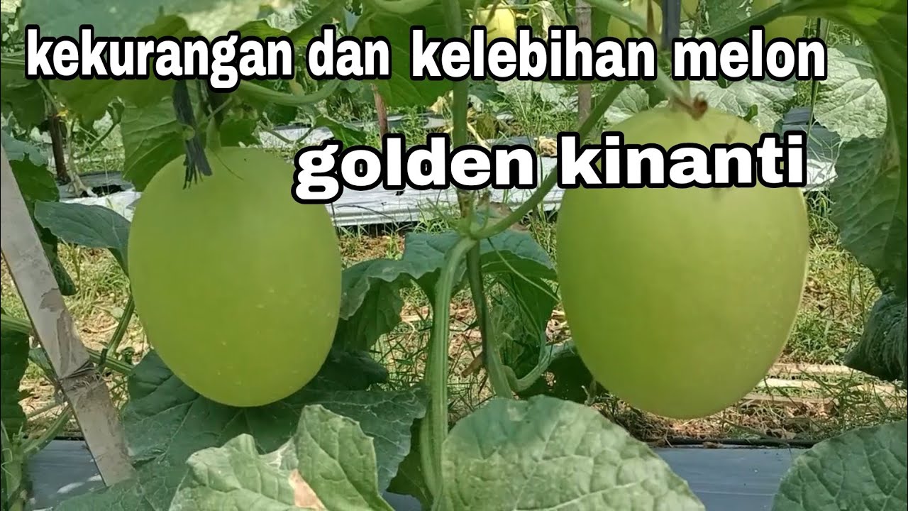 kekurangan dan kelebihan golden jenis kinanti - YouTube