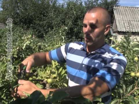 Сам себе агроном - Секреты урожайного сада - YouTube
