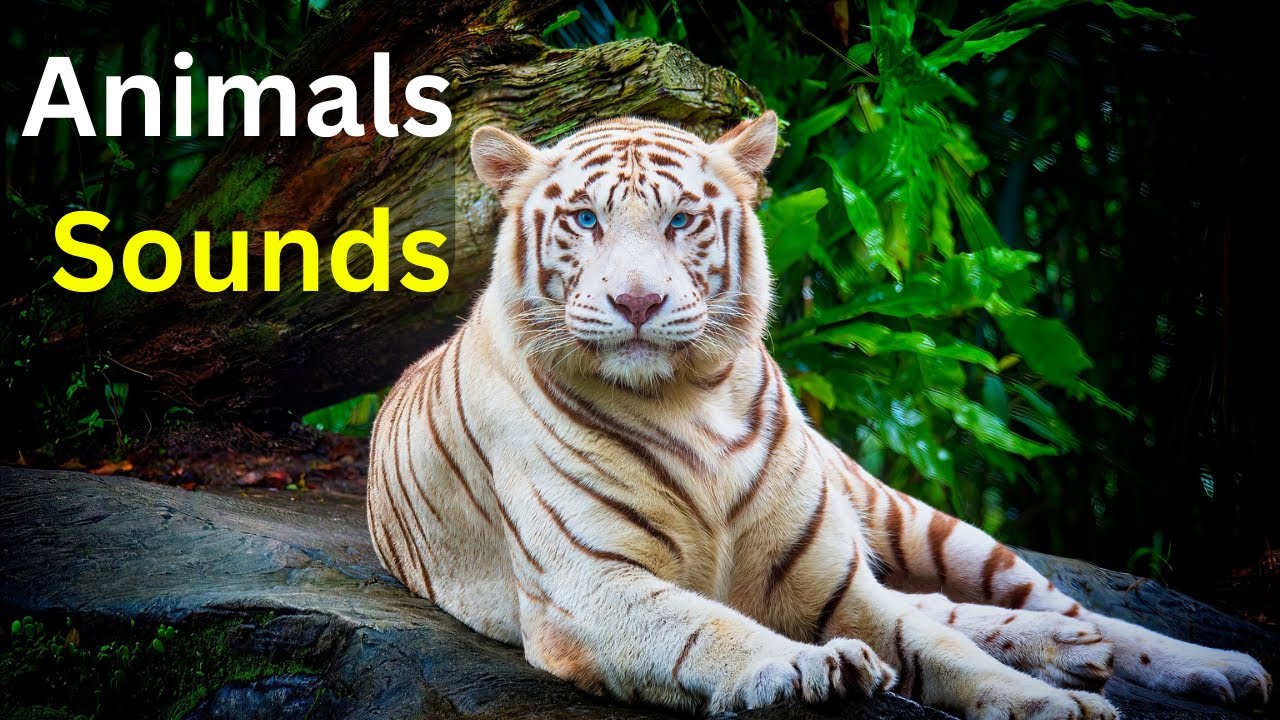 Animals Sounds for kids (20 amazing animals names with their sounds ...