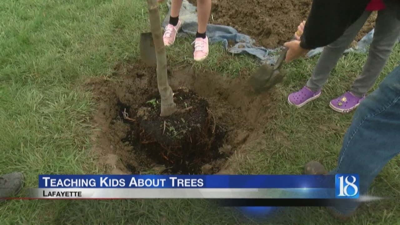 Teaching kids about trees - YouTube