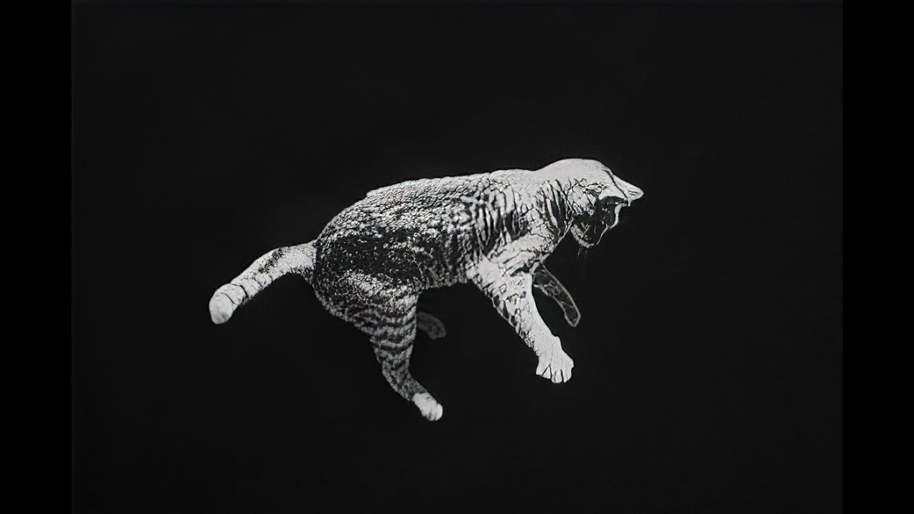 Falling Cat 1894 Падающий котёнок | Падает с высоты , спиной вниз - YouTube