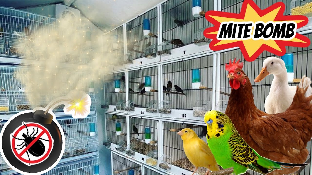 Using a MITE SMOKE BOMB for Birds - YouTube