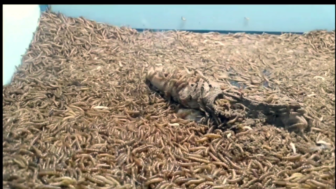 maggots eat chicken - YouTube