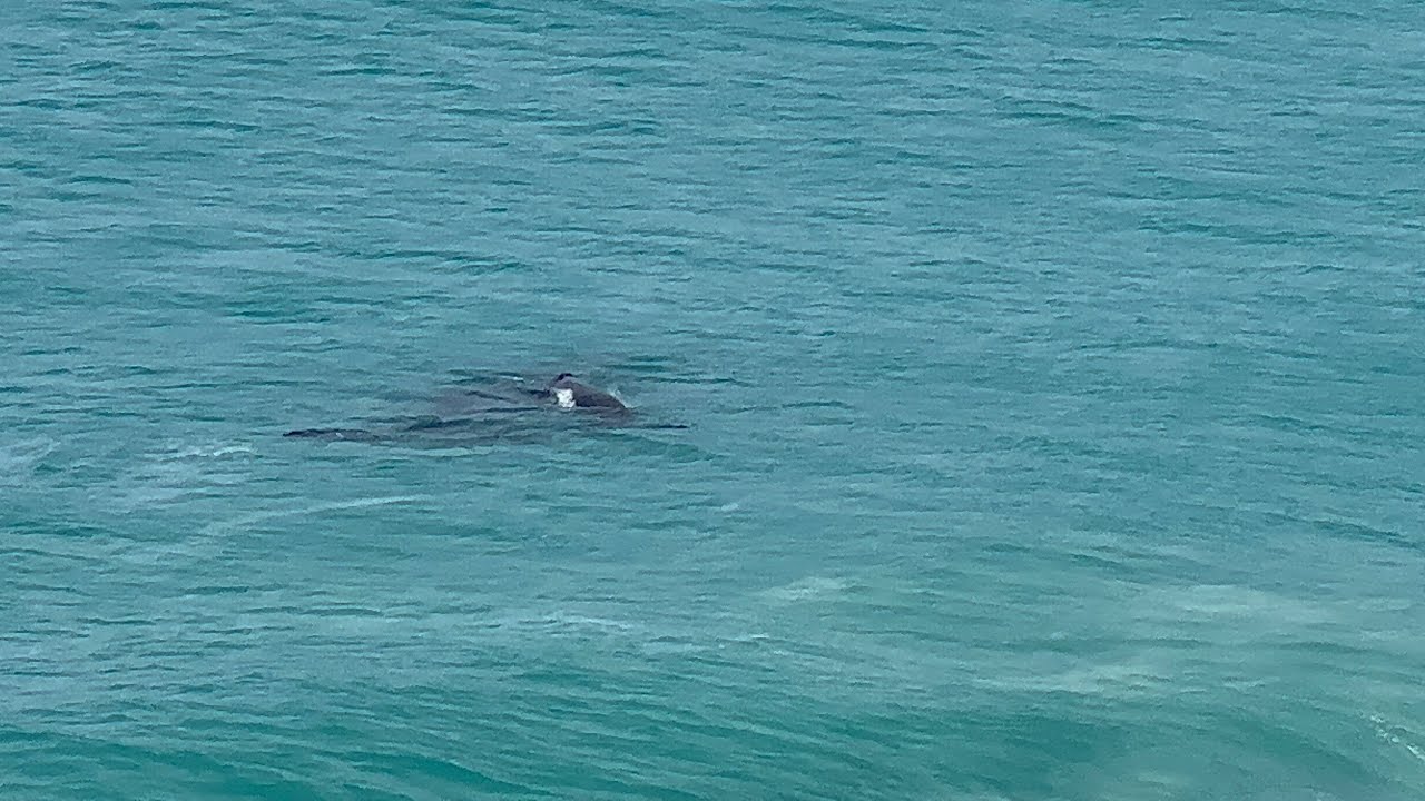 Hidden Gems - Southern right whales nursing their calves Head of Bight ...