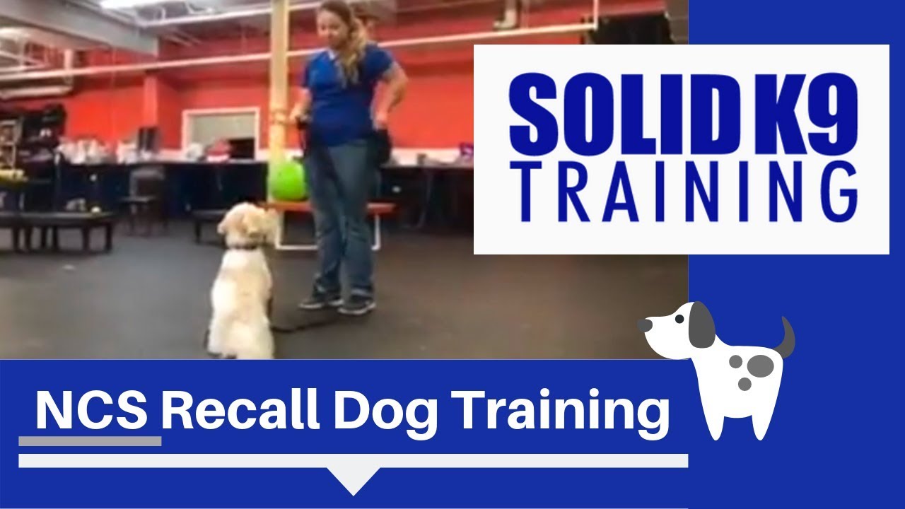 NCS Dog Training Recall - Solid K9 Training (2019) - YouTube